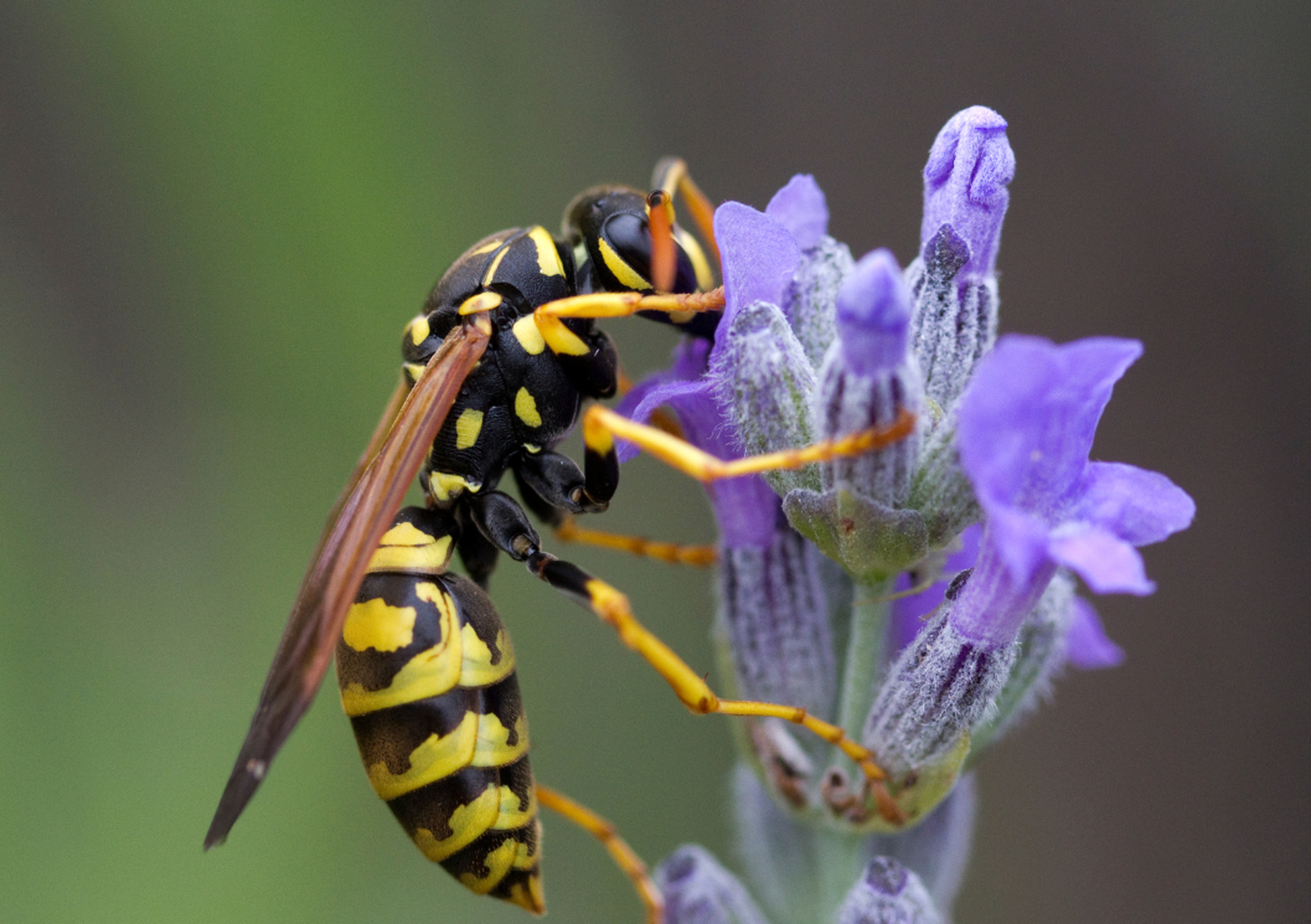 Familie Vespidae | Knoll Kammerjäger, Hard