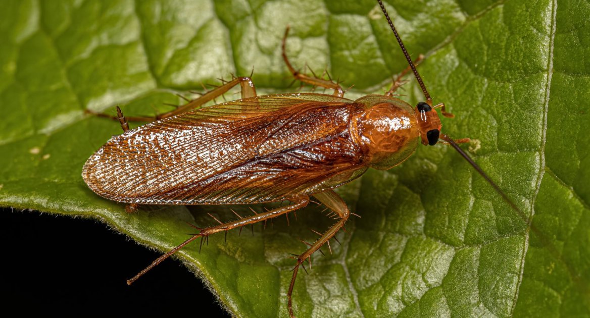 Faszination Waldschabe (Ectobius vittiventris) | Knoll Kammerjäger, Hard