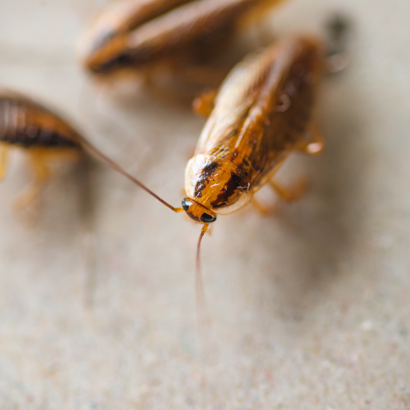 Die Deutsche Schabe (Blattella germanica) | Knoll Kammerjäger, Hard